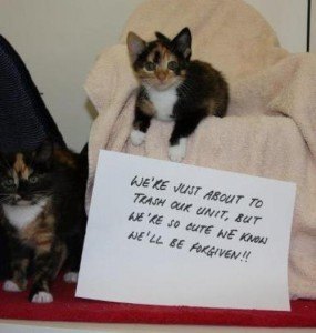 40 Of The Greatest Pet Shamings Ever Taken