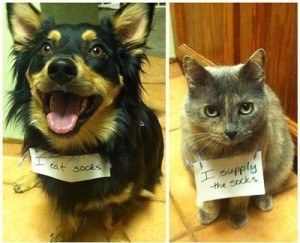 40 Of The Greatest Pet Shamings Ever Taken