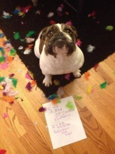 40 Of The Greatest Pet Shamings Ever Taken