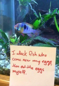 40 Of The Greatest Pet Shamings Ever Taken