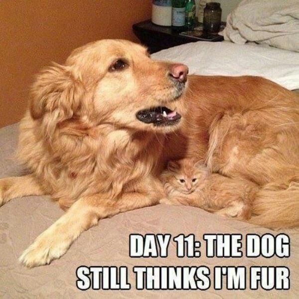 37 Of The Best Cat Memes The Internet Has Ever Made