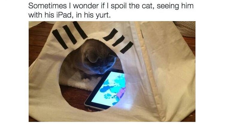 37 Of The Best Cat Memes The Internet Has Ever Made