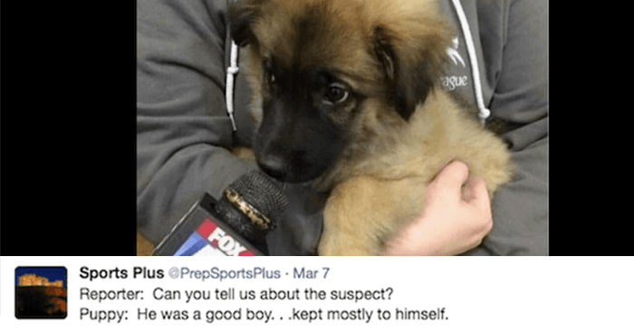 37 Good Doggos Sculpted By God And Michelangelo Themselves